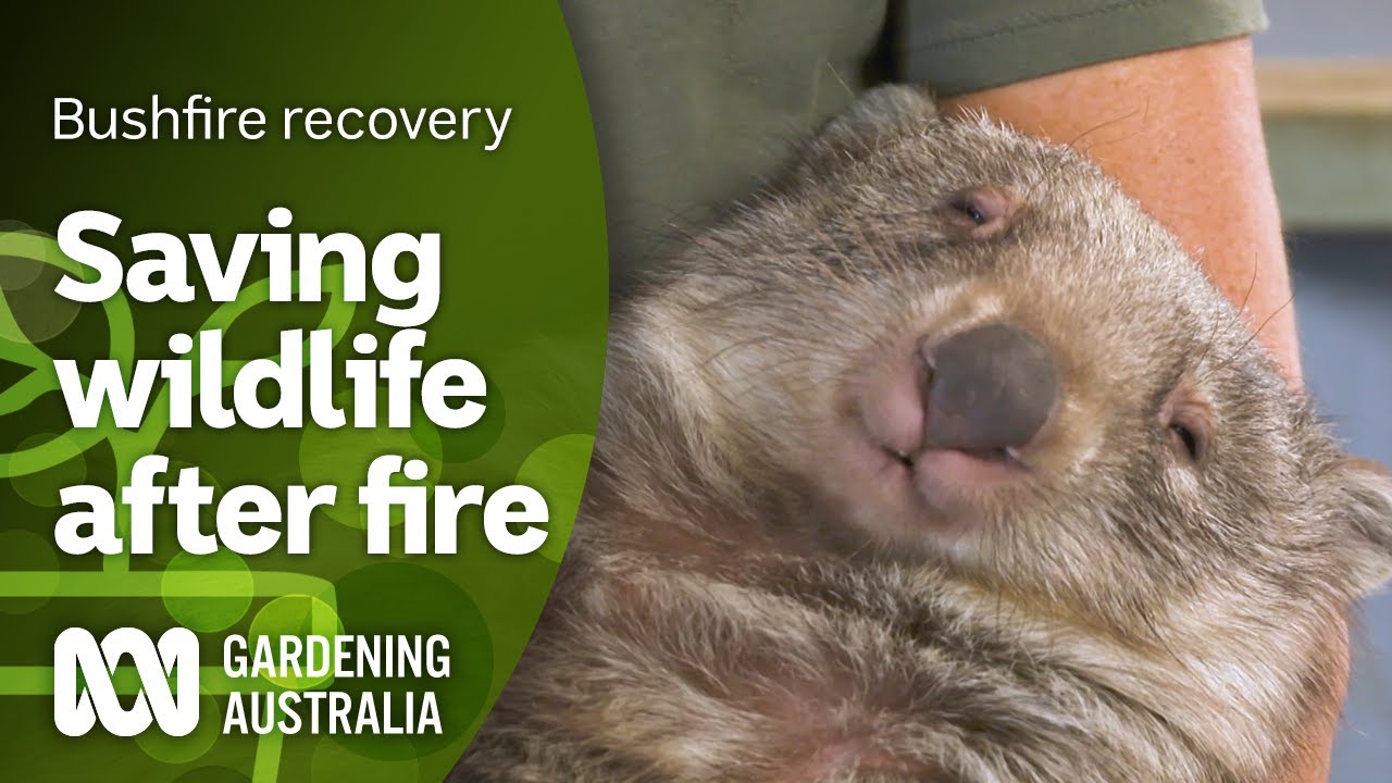 Saving wildlife after fire | Bushfire recovery | Gardening Australia ...