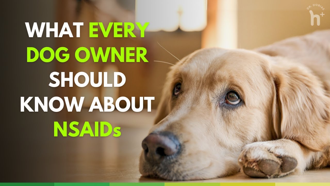Informed Pet Care What Every Dog Owner Should Know About NSAIDs - YouTube
