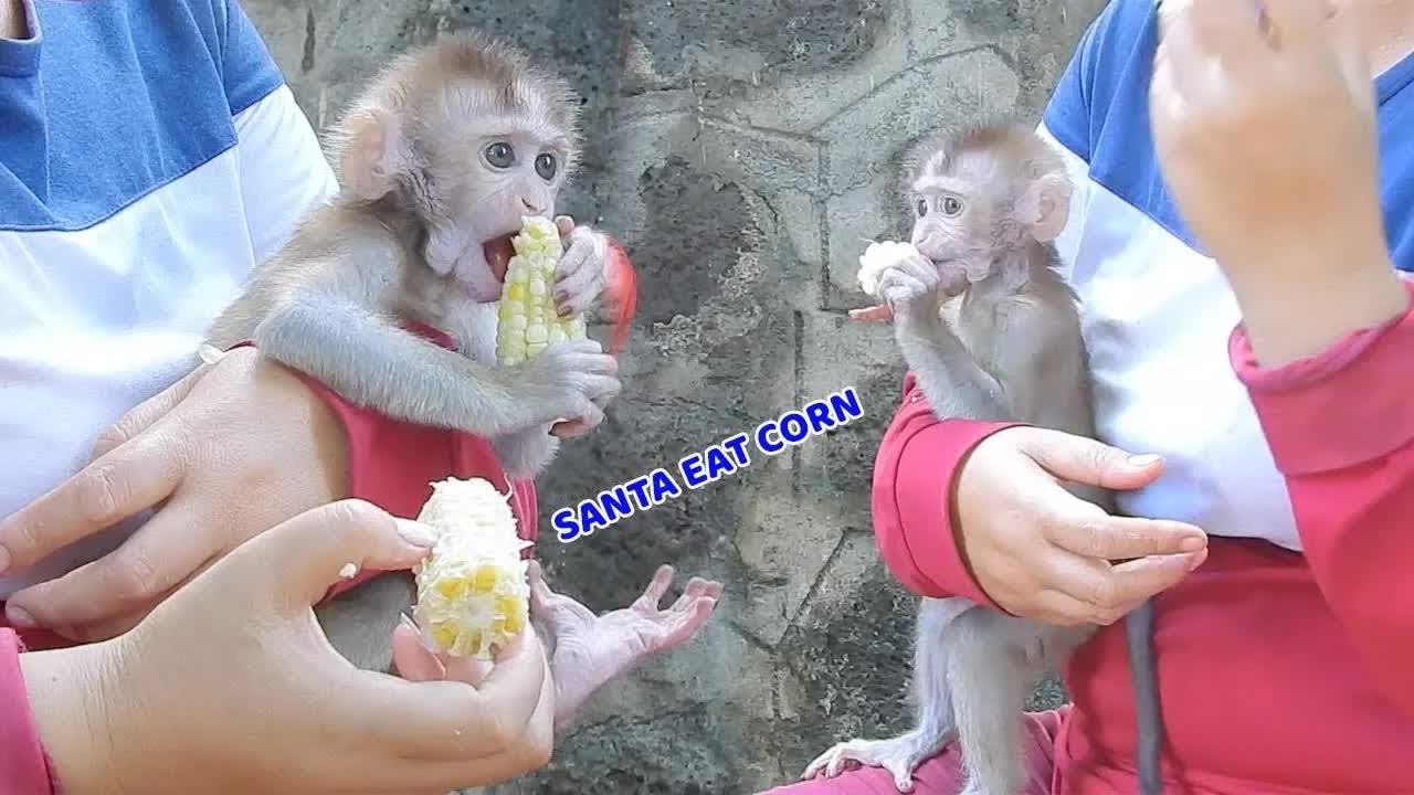 Santa’s Corn Feast with Mom and Brother – So Cute and Happy - YouTube