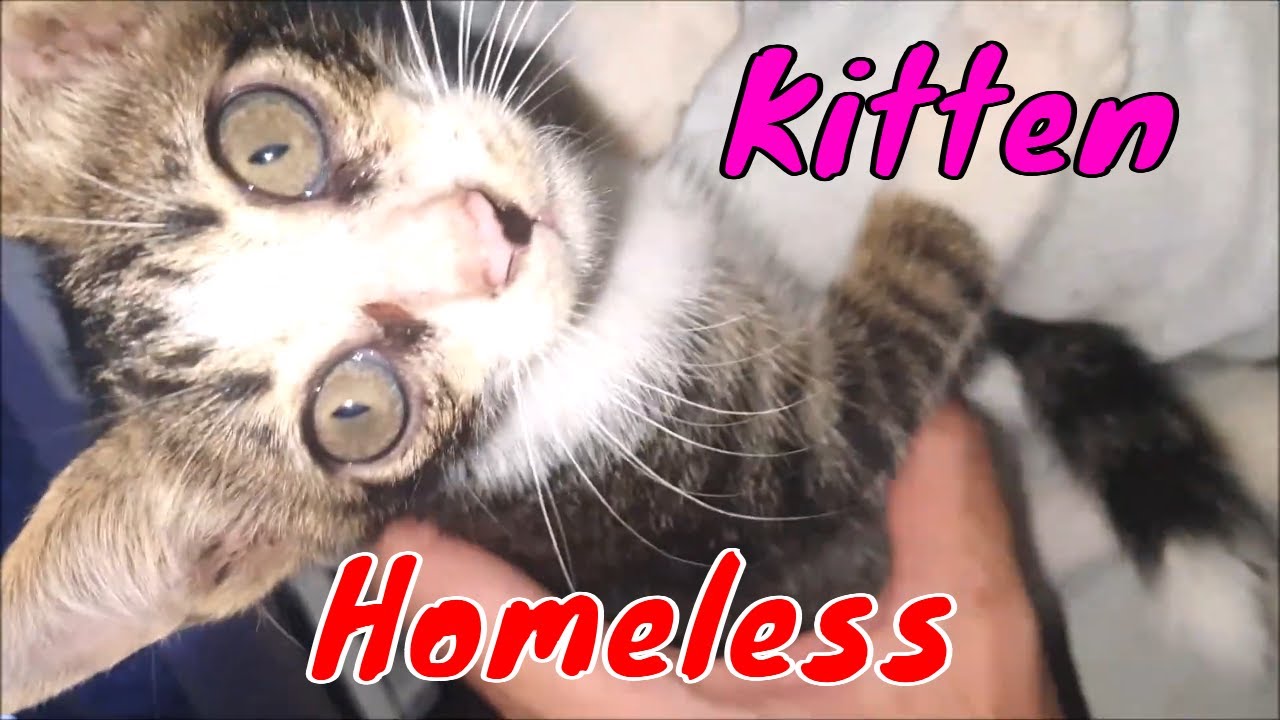 Homeless Cute Kitten Finding A Person Raising Him In The Midnight 2 ...