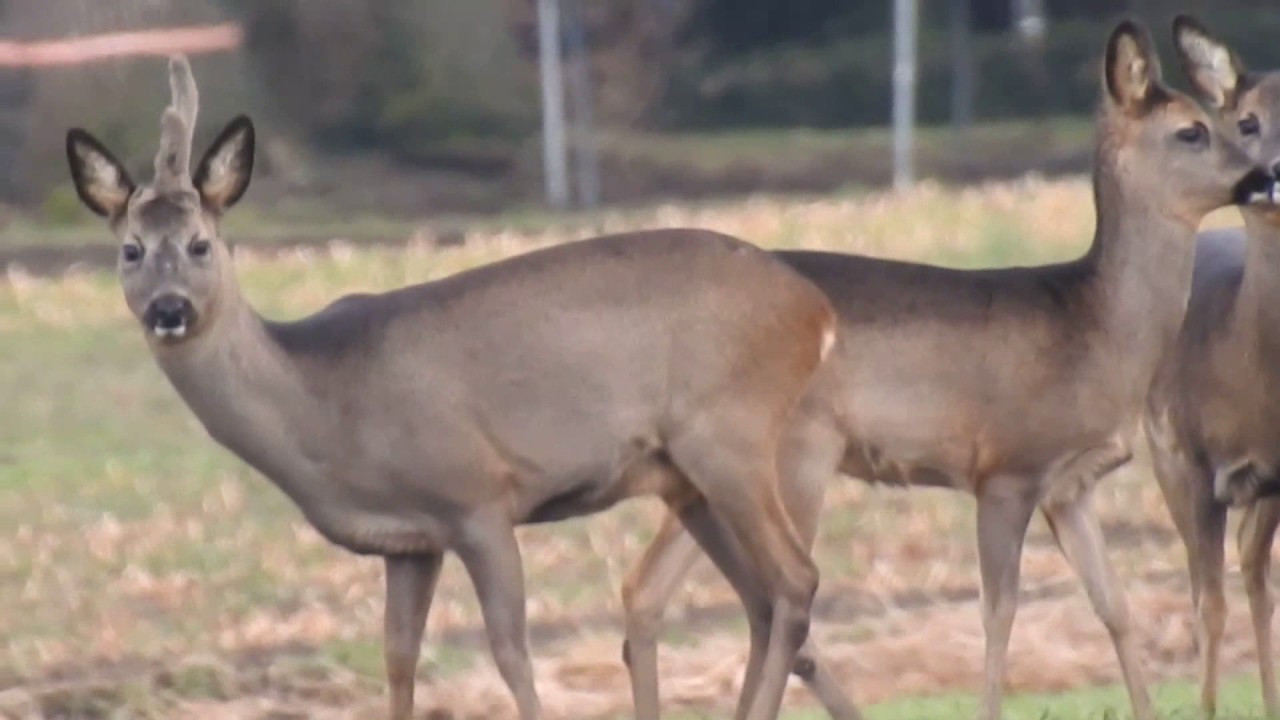 Caprioare salbatice - YouTube