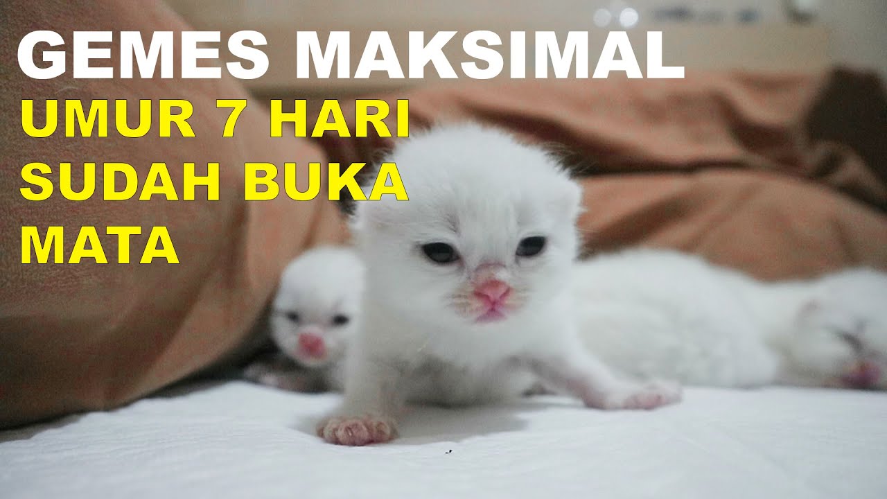 Perkembangan bayi Kucing umur 7 hari, sudah buka mata - YouTube