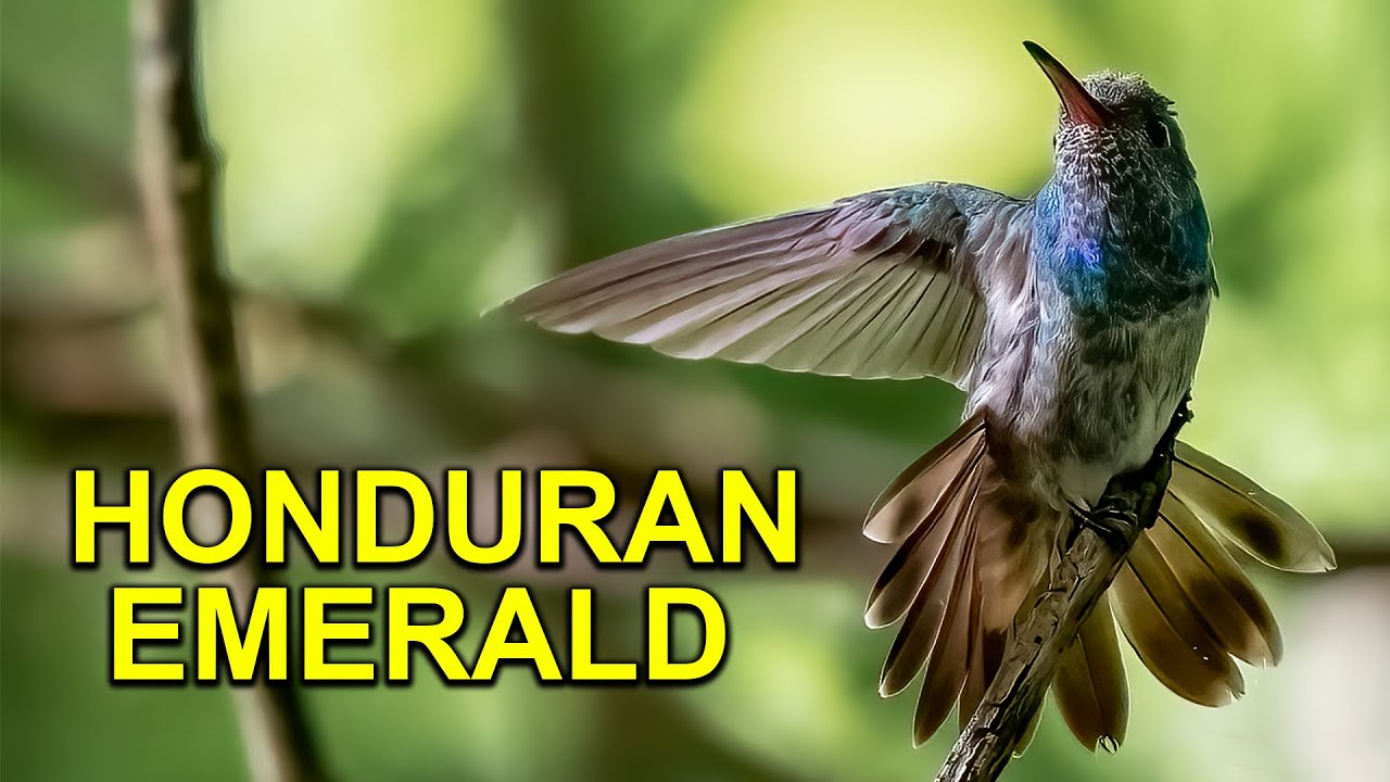 This Hummingbird is the Jewel of Honduras 💎 - YouTube