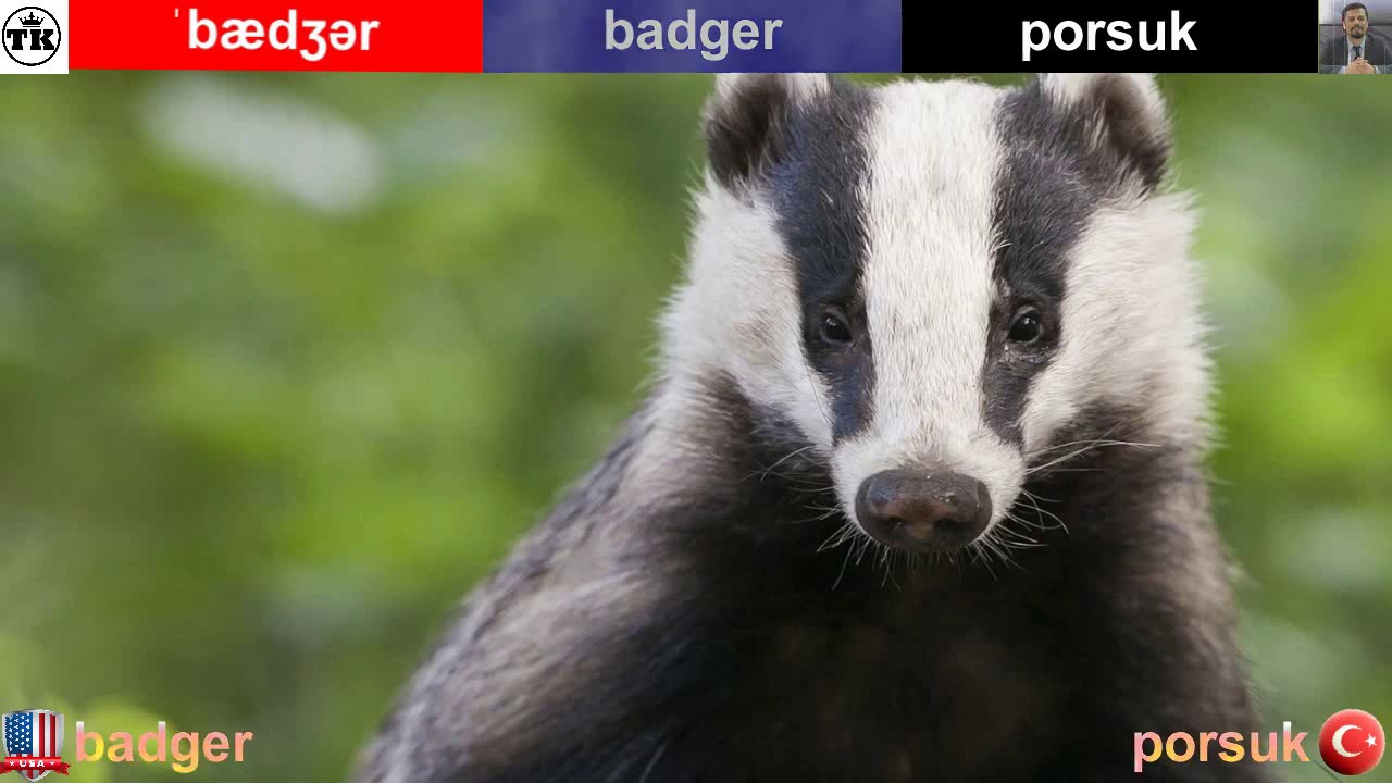 Badger Porsuk English Turkish Video Dictionary ngilizce T rk e badger-porsuk-english-turkish-video-dictionary-ngilizce-t-rk-e