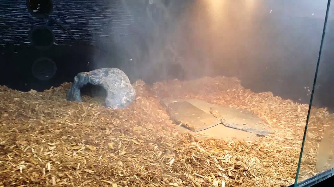Tegu enclosure - YouTube