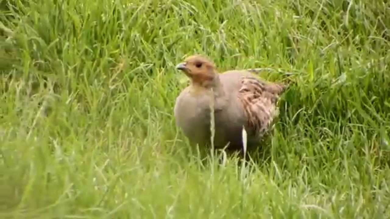 GREY PARTRIDGE MALE AND FEMALE - YouTube