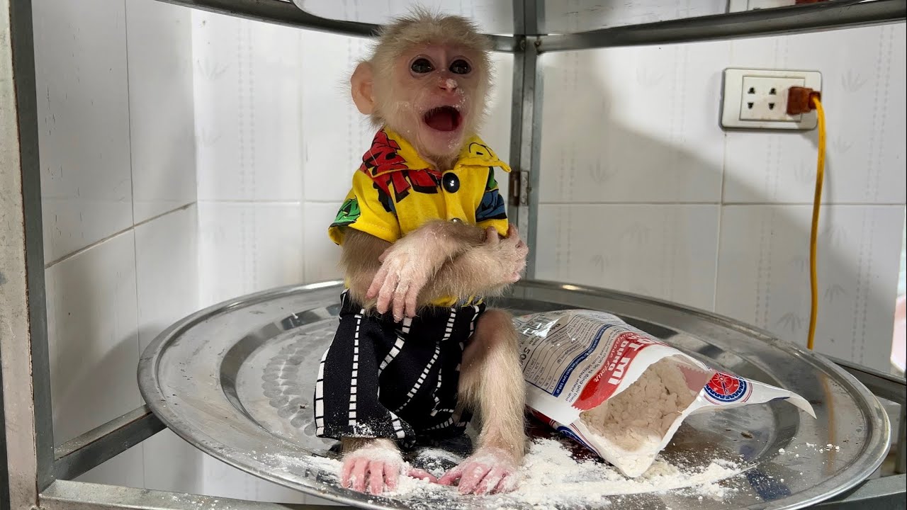 Mom is away, monkey Abi is at home destroying things - YouTube