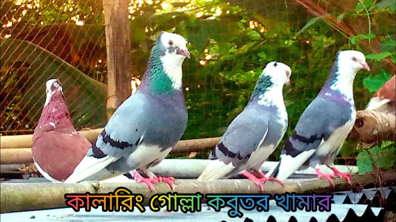 রং বাহারি রাজগোল্লা কবুতর খামার Deshi Raj'golla Kobutor Khamar #golla ...