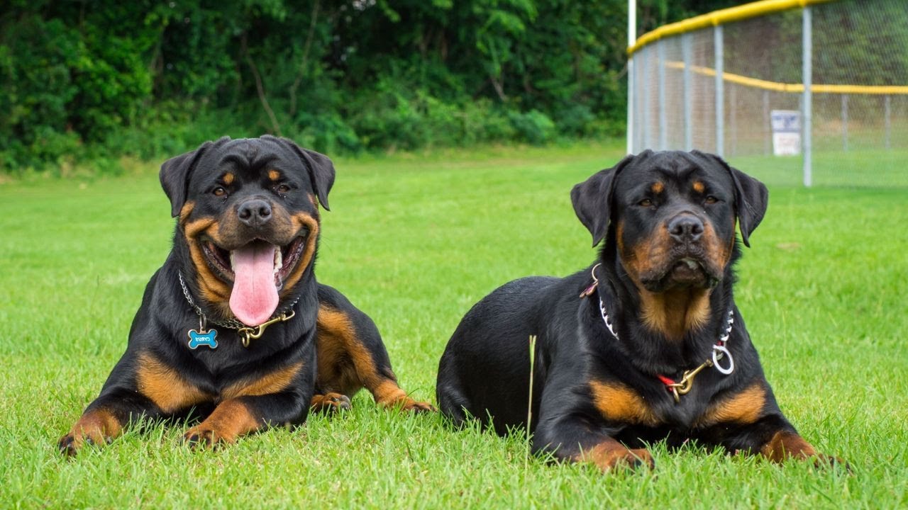 These Are 10 Incredible Facts About Rottweilers - YouTube