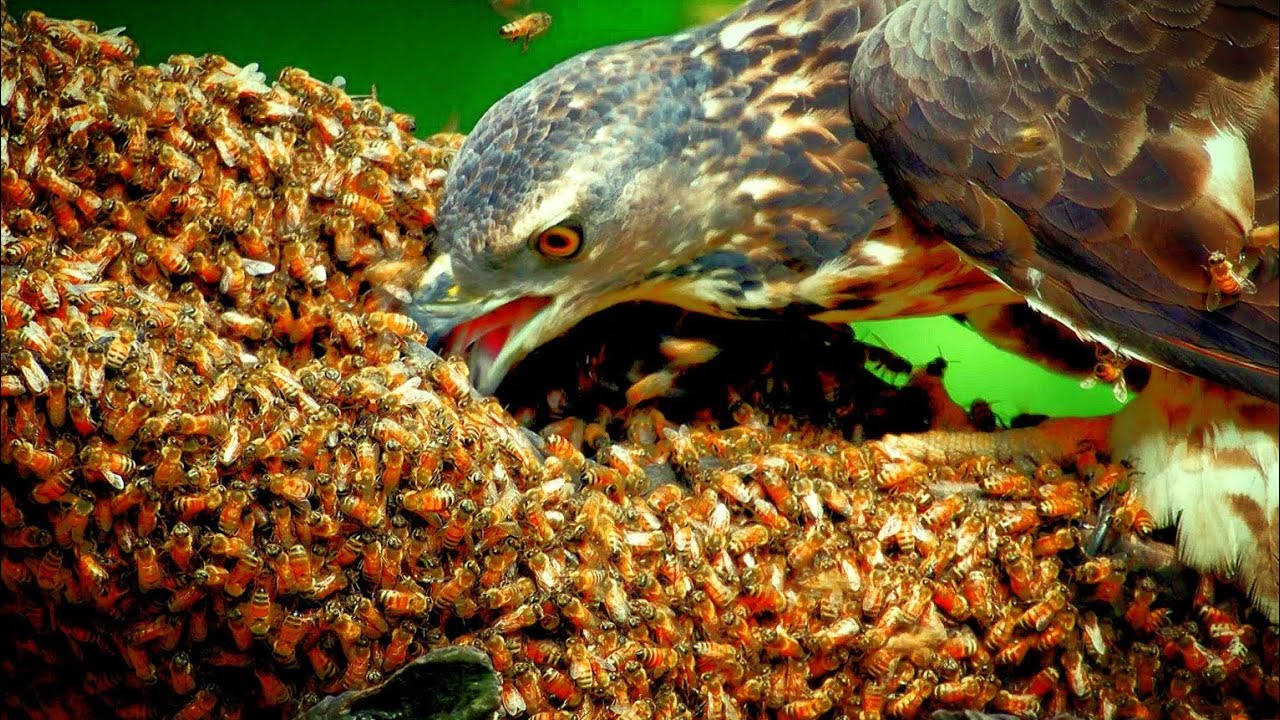 Honey Buzzards Feast on Deadly Hornets - YouTube
