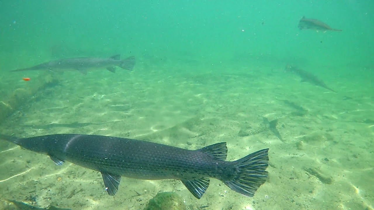 Blue spring state park, florida gar - YouTube
