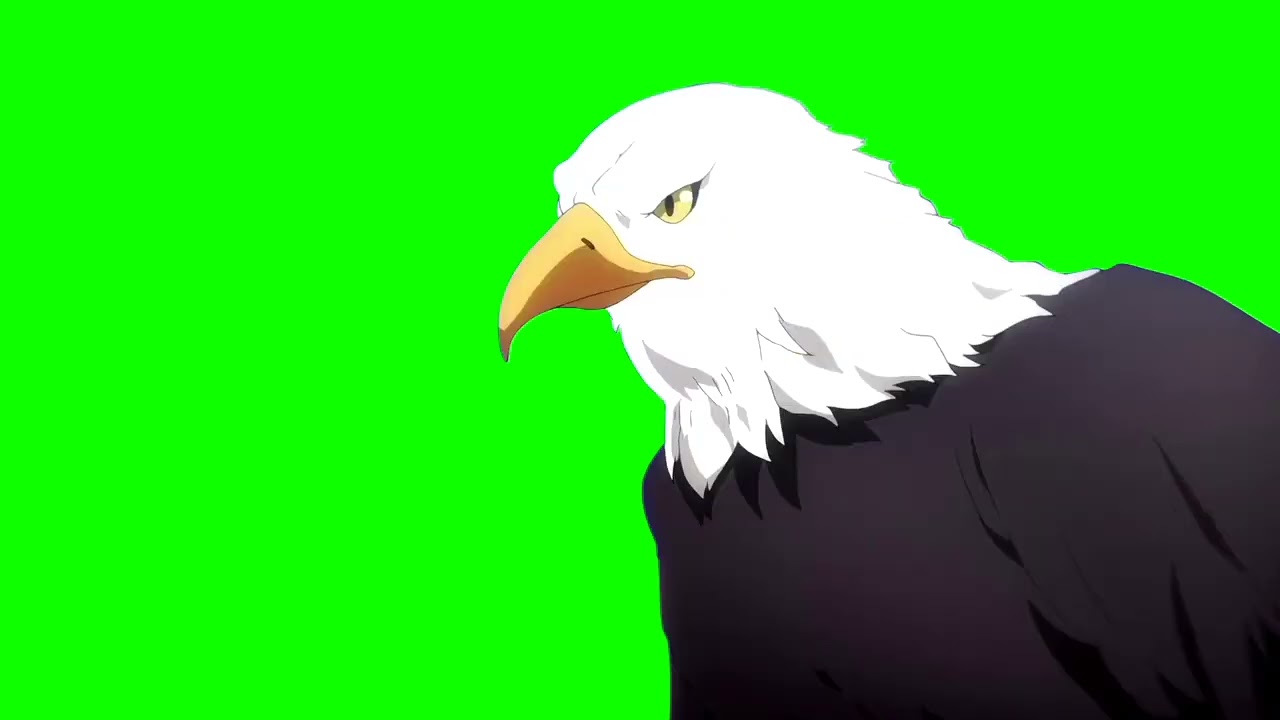 Hawk green screen - Free - YouTube