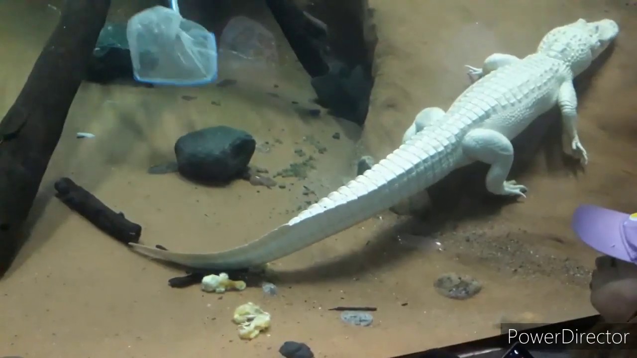 Part 2 at Phoenix Wildlife Zoo & Aquarium | Albino Alligator || Roe ...