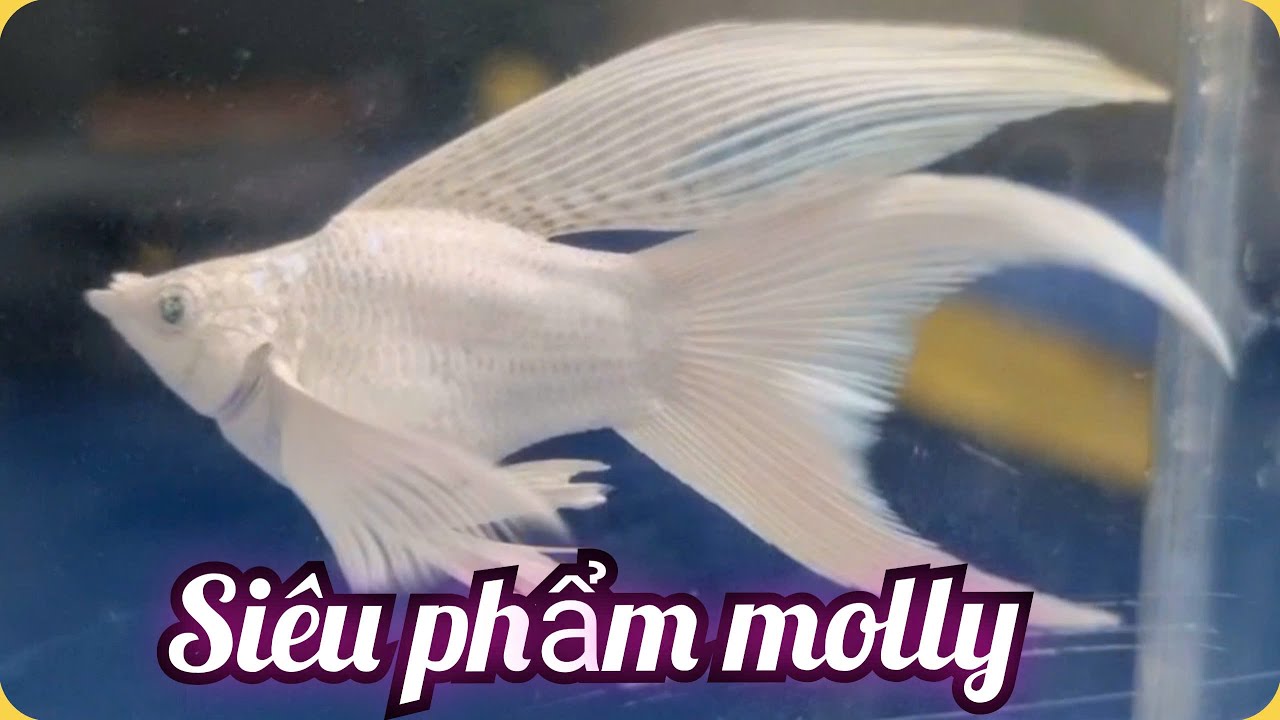 Số 16 - Molly short tai bơi bướm - quá đẹp - size giống 4 tháng sinh ...