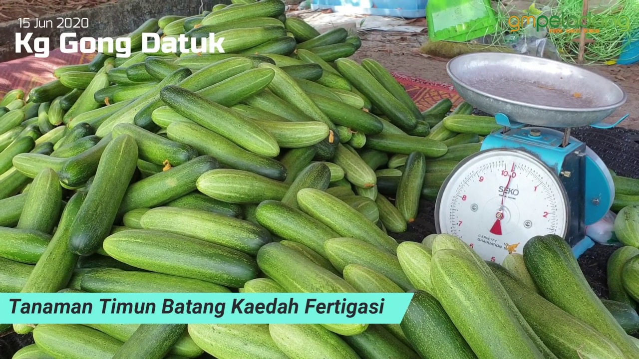 Projek Timun Batang Fertigasi - Kutip hasil 15 Jun 2020 - YouTube