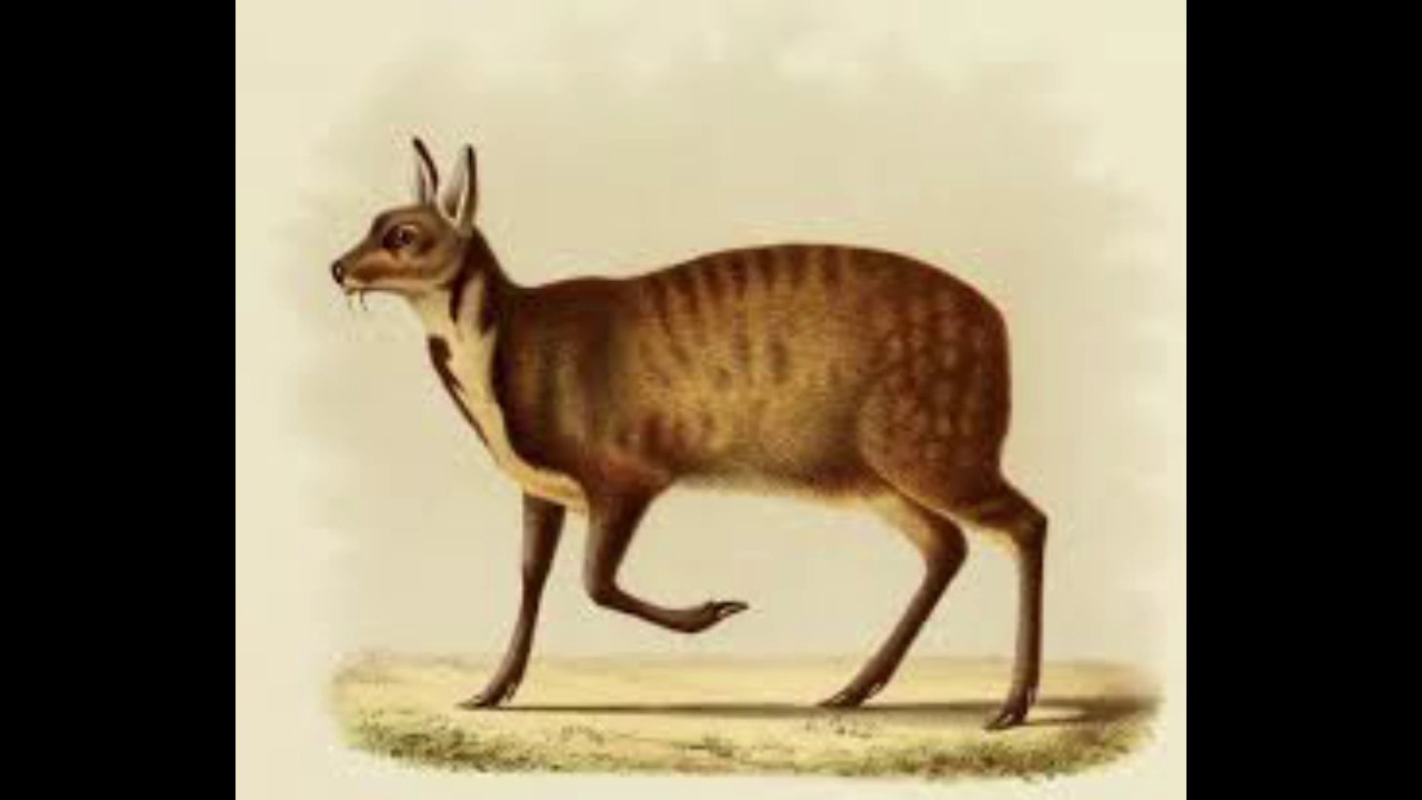 Moschus - YouTube