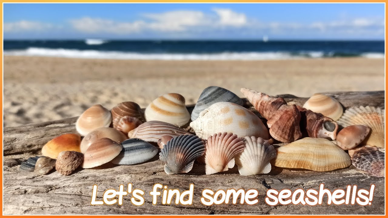 Finding Seashells at Mudjimba Beach - So Many Clam Shells! - YouTube