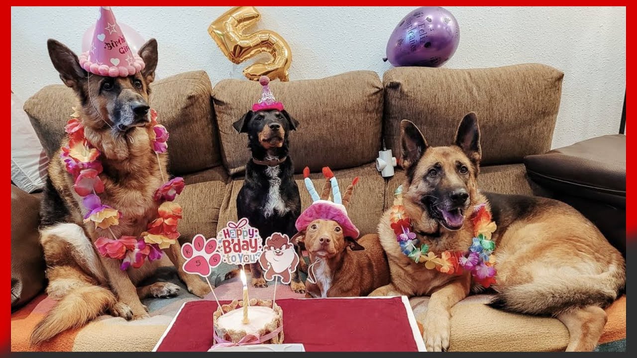 FIESTAS DE CUMPLEAÑOS PARA PERROS 🎉 - YouTube