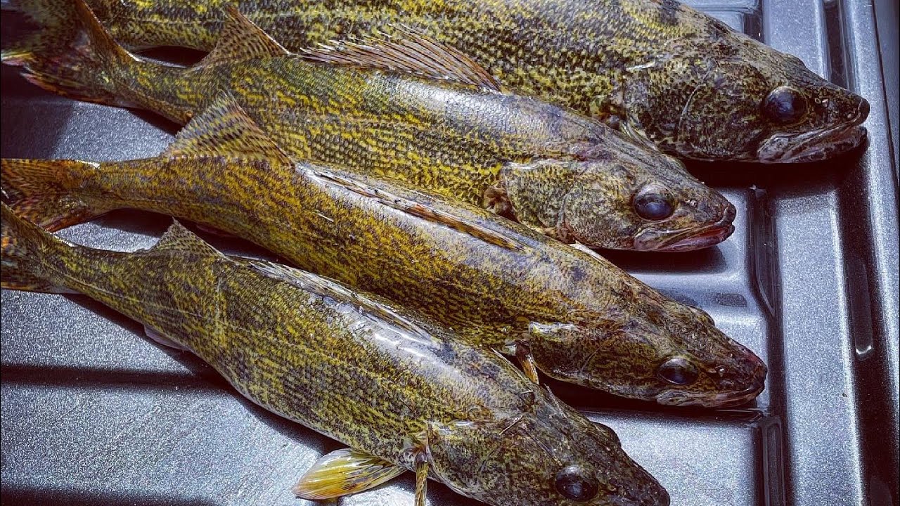How to catch MORE Walleye/Saugeye this Spring!! - YouTube