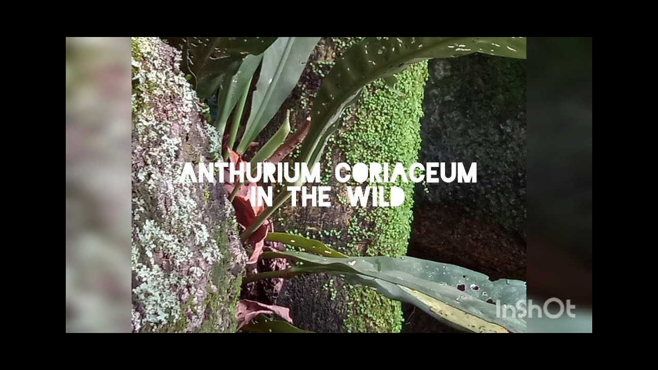 Aroids in the wild - Anthurium coriaceum - YouTube