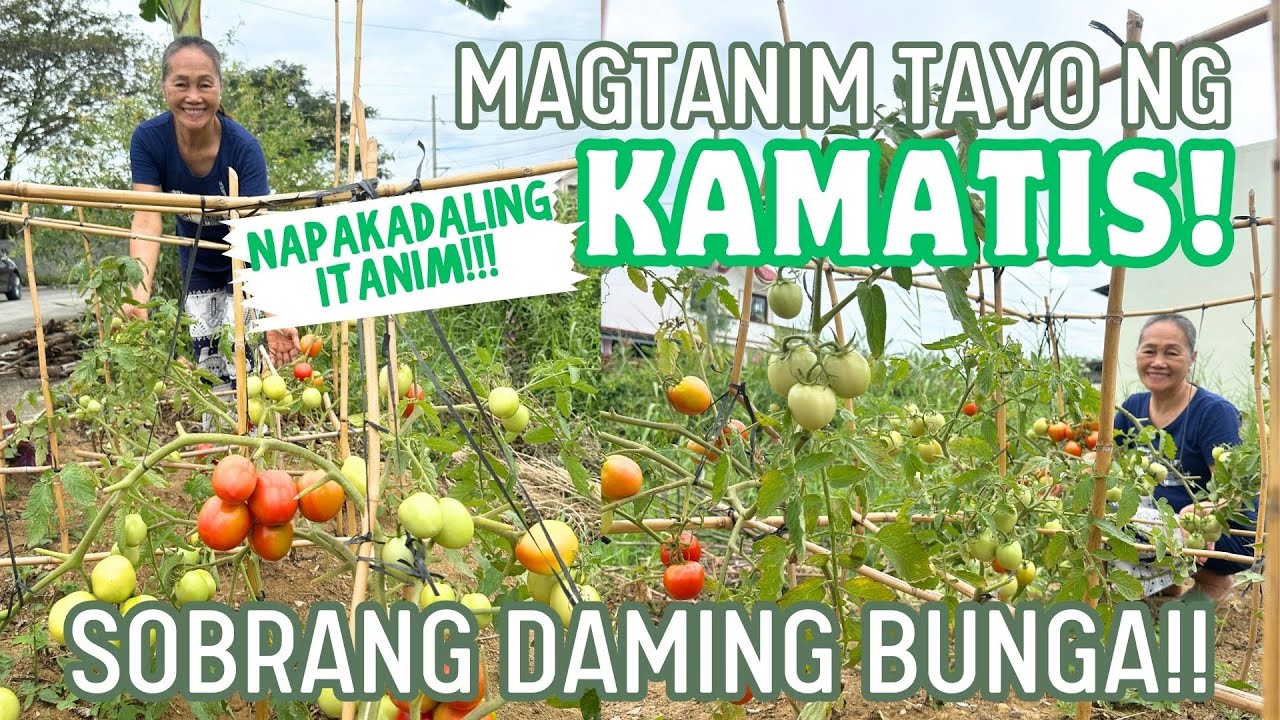 MAGTANIM TAYO NG KAMATIS! (Tomato Planting Complete Tutorial) Napaka ...