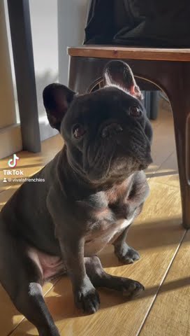 Ja hallo 👋 #animals #dog #love #viral #cute #frenchie #cutedogs # ...