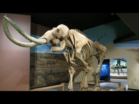 Saving Private Lynch and More - YouTube