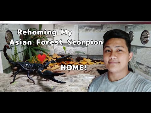 Rehoming my Asian Forest Scorpion || Basic Set-up || New Enclosure ...