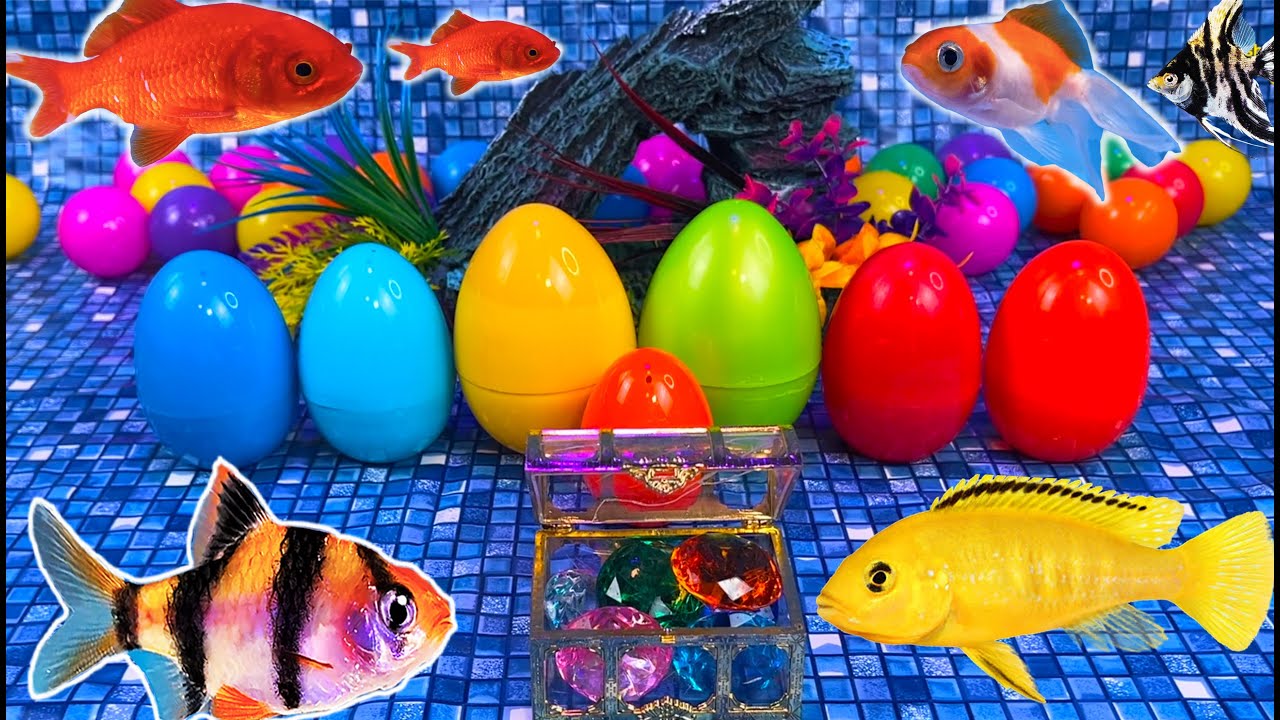 Colorful fish surprise eggs, crayfish, shark, angelfish, goldfish, koi ...