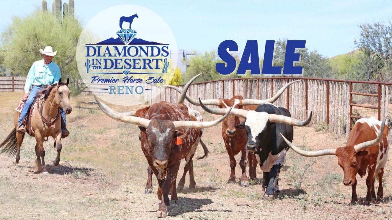 2022 LIVE SALE RENO ~ Diamonds in the Desert Premier Horse Sale - YouTube