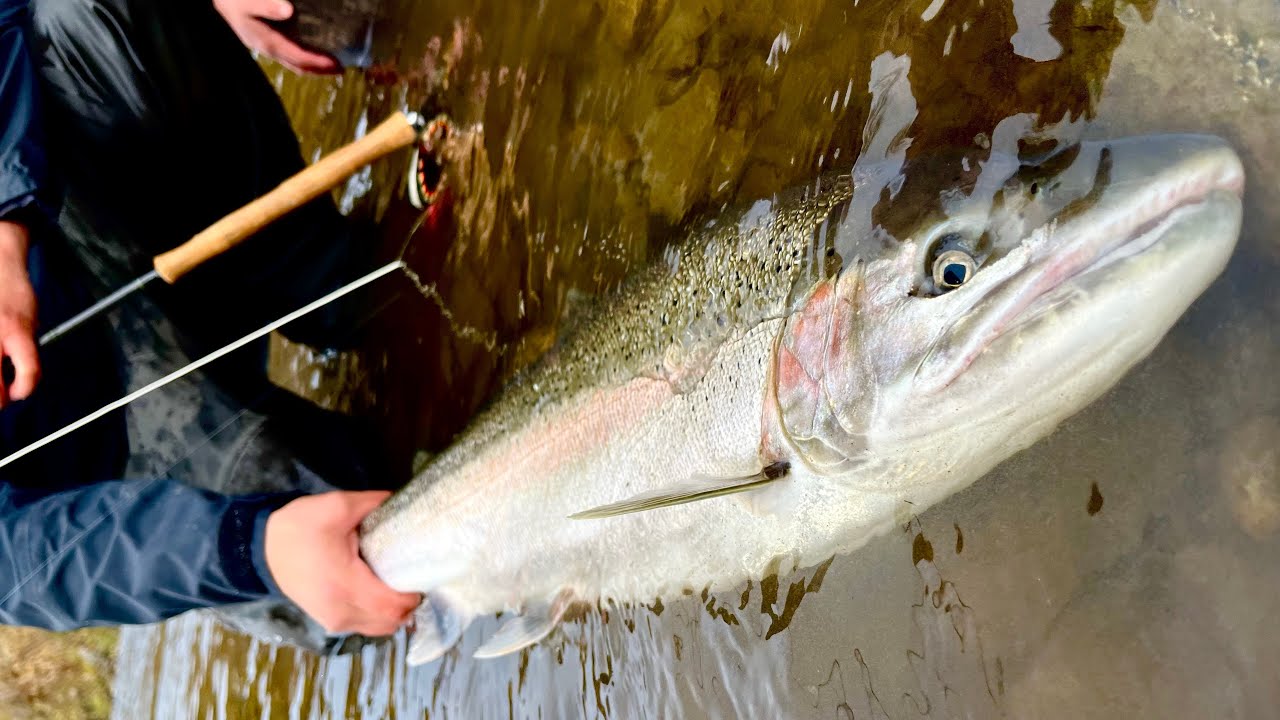 Andy’s Wild Alaskan Steelhead - YouTube