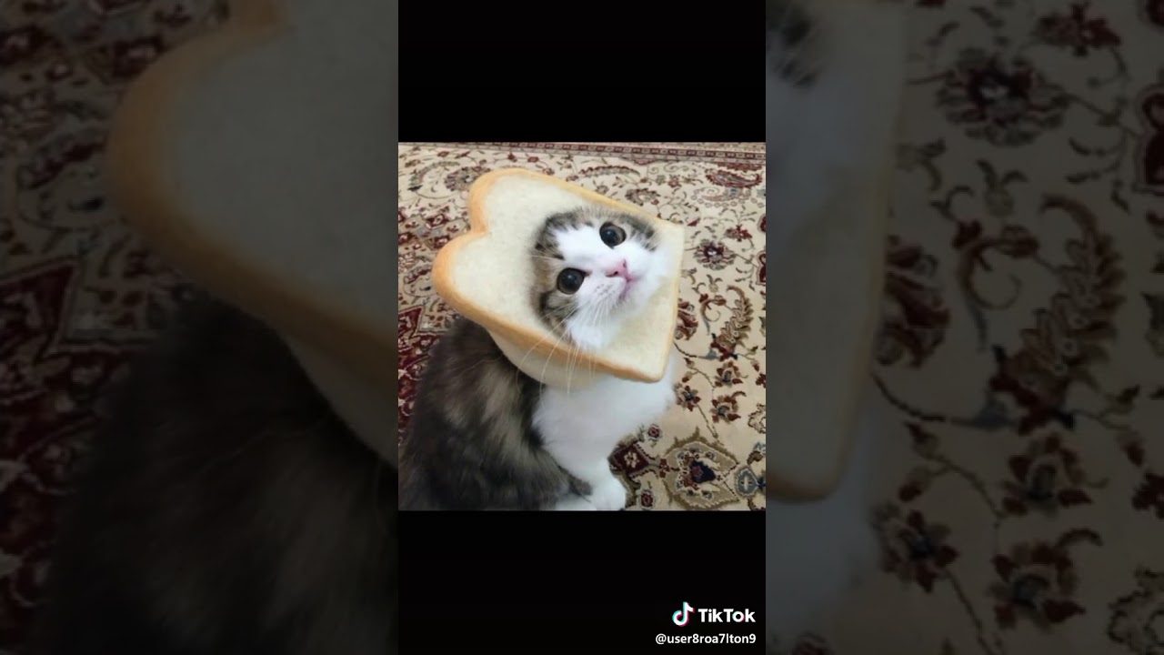 Miyvars. Knutebi - YouTube