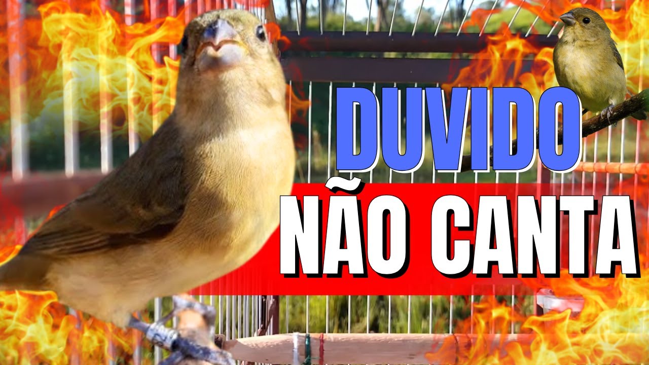 MELHOR PIADO DE FÊMEA DE PAPA CAPIM PARA DEIXAR SEU PAPA-CAPIM DOIDO ...