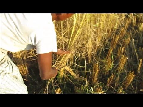Harvesting Paddy Field | Traditional Way Rice Field Harvest - YouTube