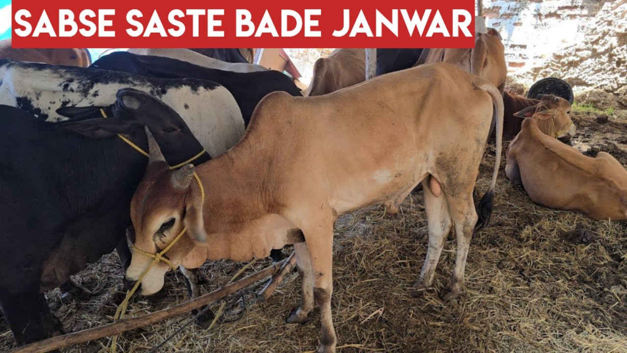 Sabse saste bade janwar in bada bazar yaqutpura | deoni & gir bull's ...