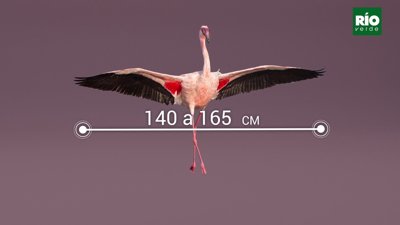 Infografia animada sobre el flamenco - YouTube