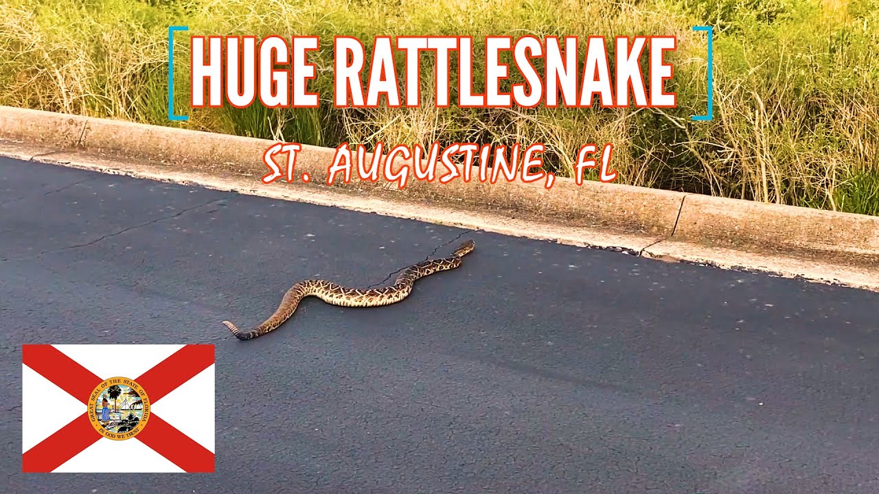 HUGE EASTERN DIAMONDBACK RATTLESNAKE - ST. AUGUSTINE, FL (2020) - YouTube
