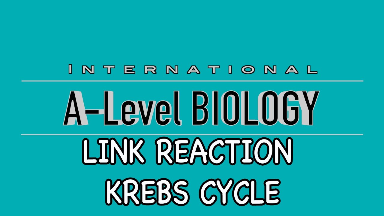 A Level Biology: Link Reaction and Krebs Cycle - YouTube