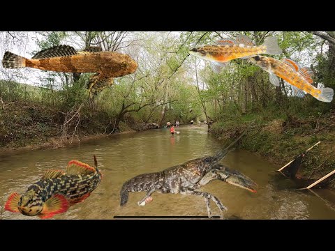 Alabama native fish creek collection! - YouTube