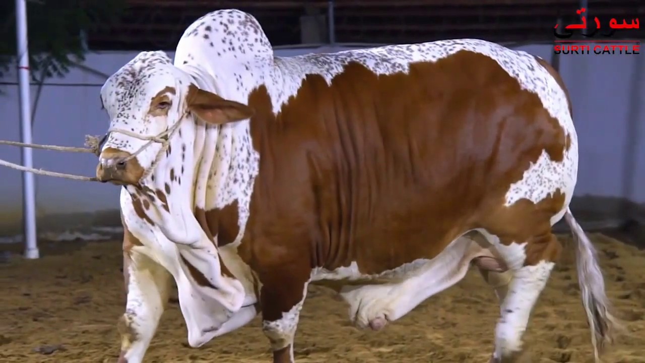 PAKISTAN'S MOST FAMOUS & AWAITED BULL OF 2020 - YouTube