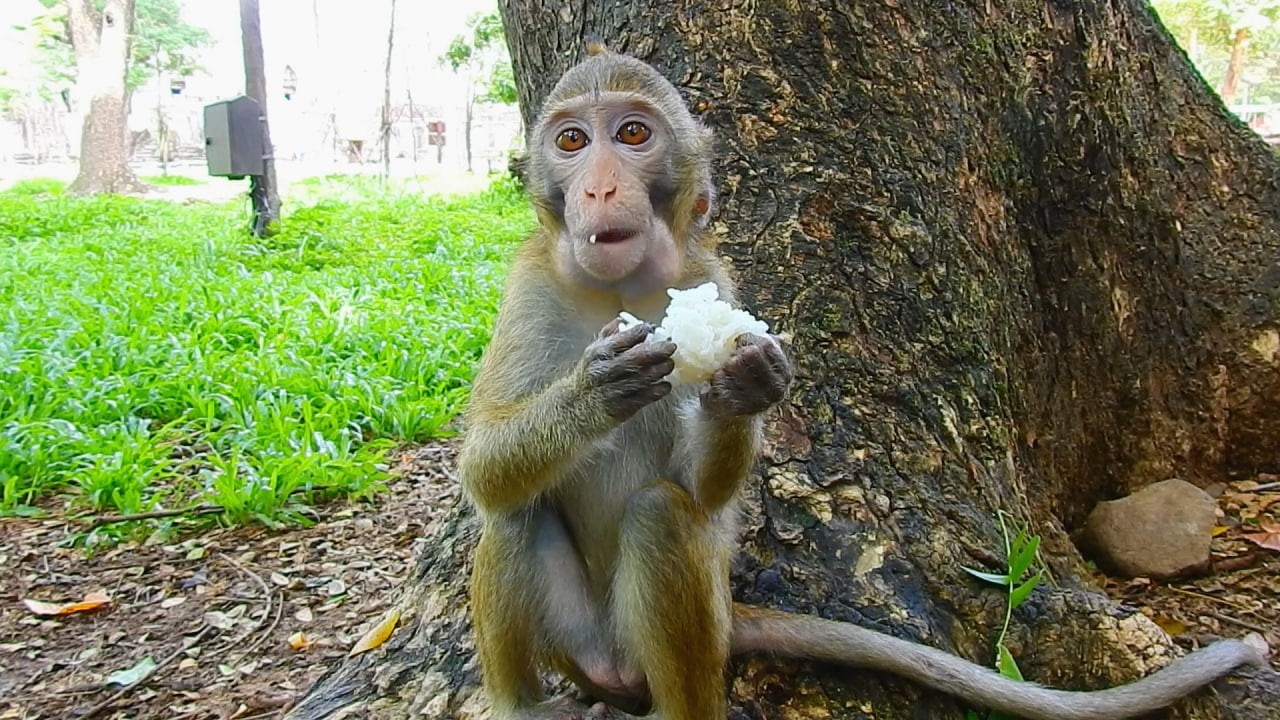 Poor a new abandoned monkey is so hungry; she is so happy to eat rice ...