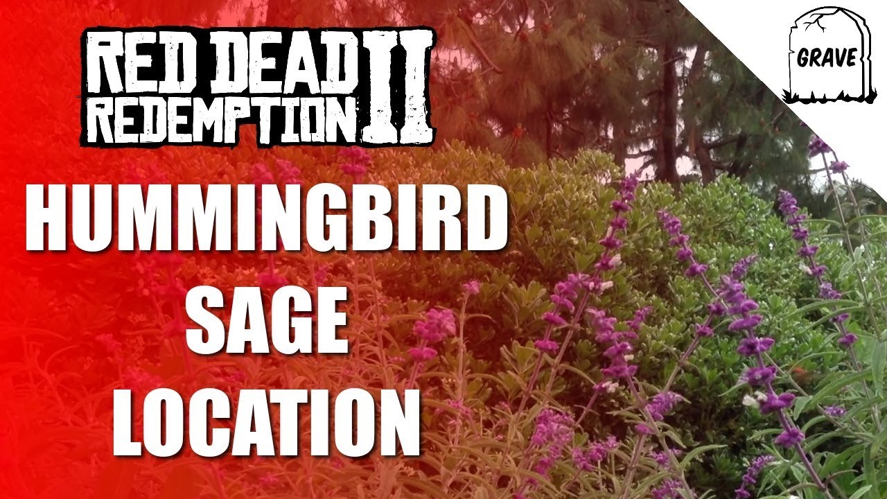 Hummingbird Sage Location Red Dead Online | Daily Challenge RDR2 - YouTube
