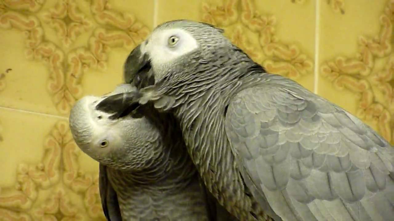 African Greys preening - YouTube