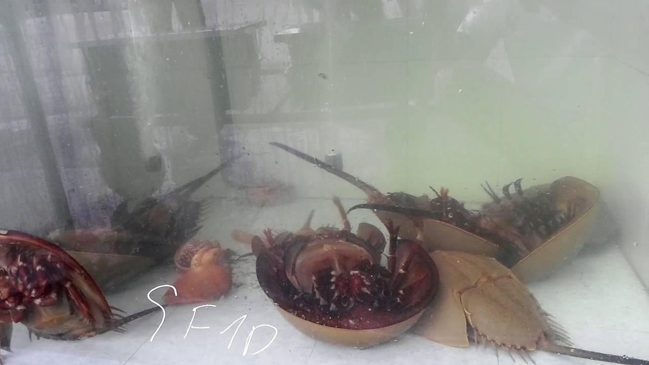 Con sam biển - YouTube