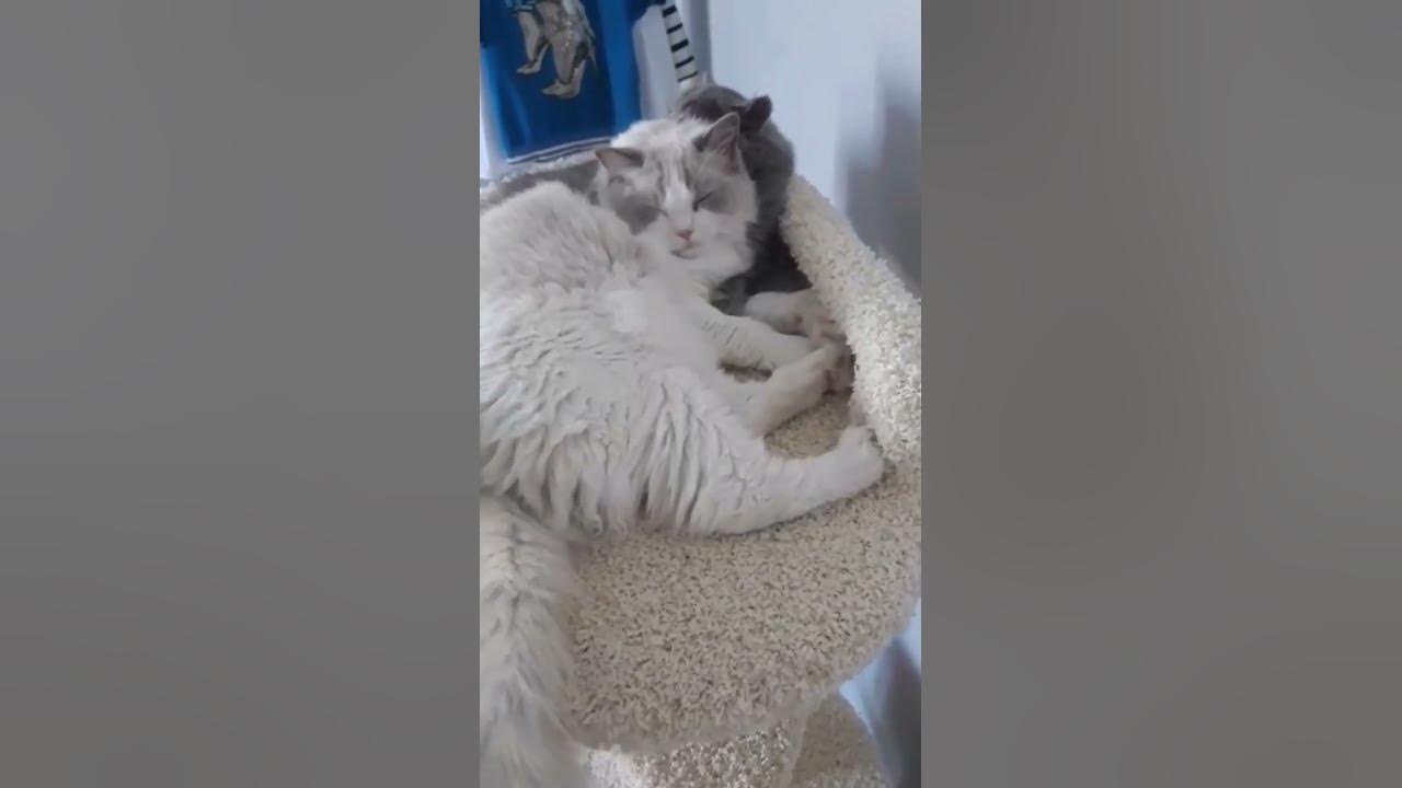 Рэгдолл смешные котики кошка коты кот Plushdollru Ragdoll котики