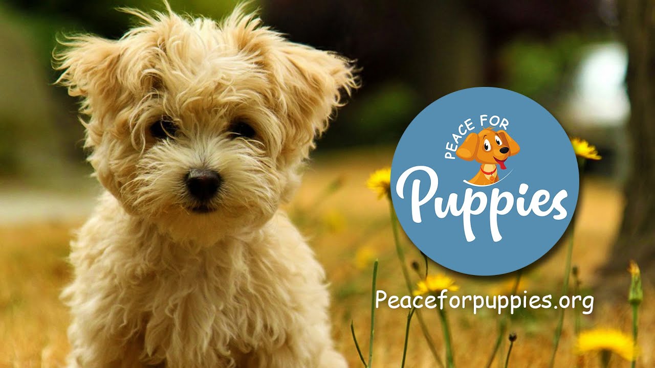 About Peace For Puppies | Topics About Dogs | Facts About Pets - YouTube
