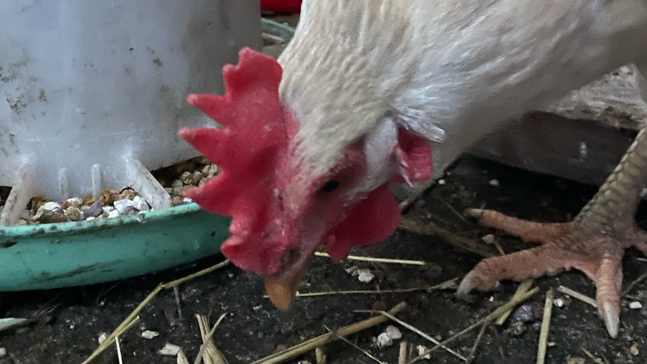 [letting the chickens out 90 ] (chickens life ep141 ) (happy new year 🎈 ...