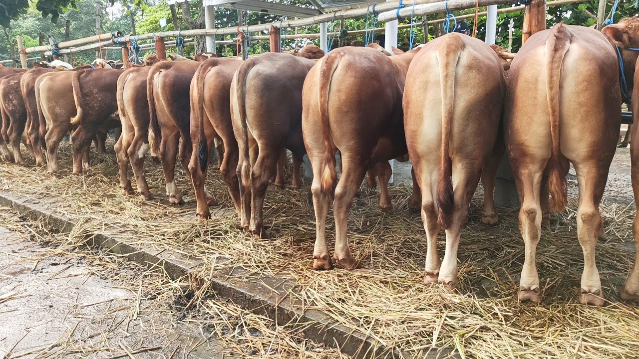 14 Ekor Sapi Bakalan Jenis Limousin Pak Kelik Pasar Kliwon Muntilan ...
