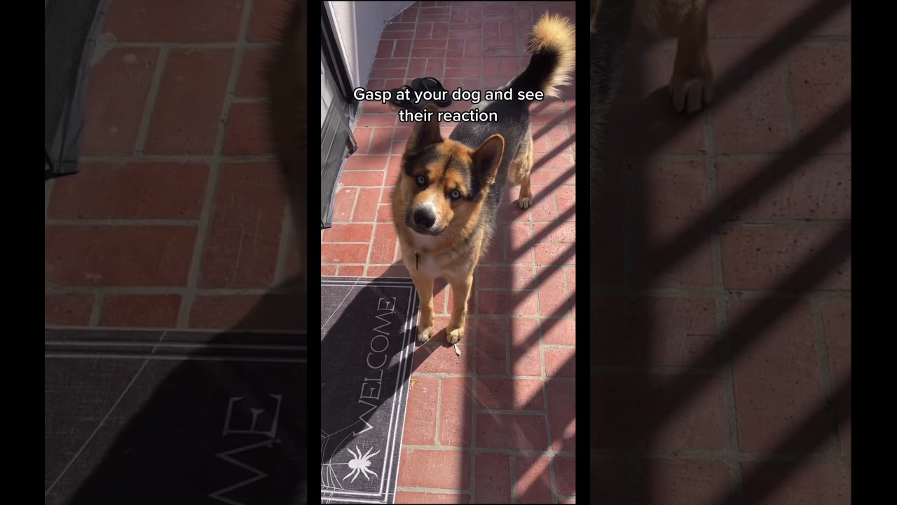 GASP AT YOUR DOG CHALLENGE - YouTube