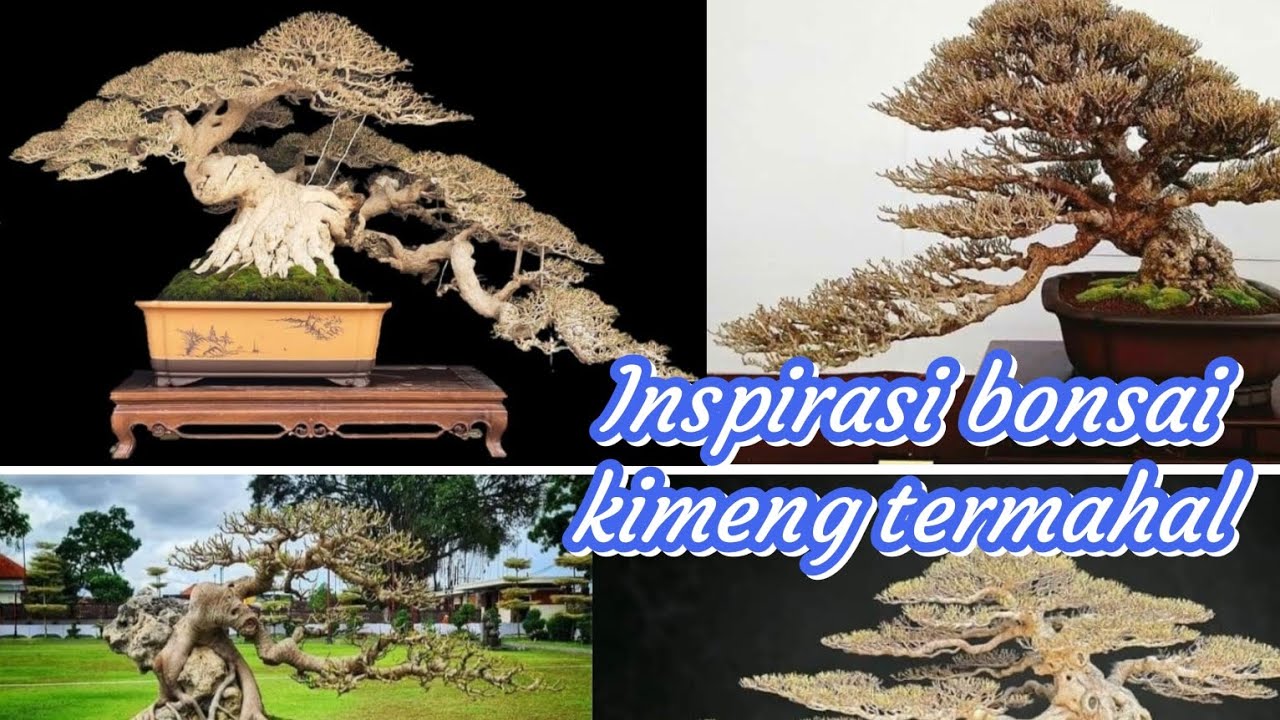 inspirasi bonsai kimeng termahal - YouTube